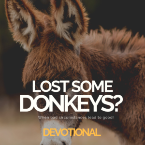 Lost some Donkeys? | Mamlakahill